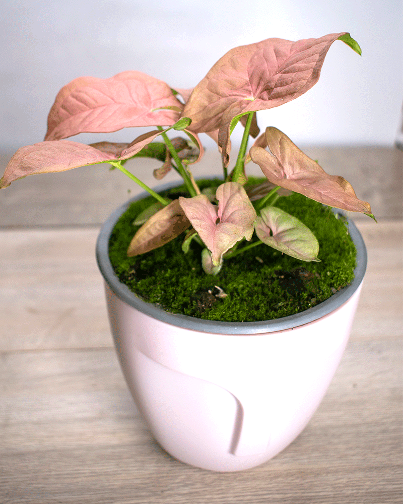 Singonio Rosado – Un Toque de Dulzura Natural para tu Hogar – vivero la ...