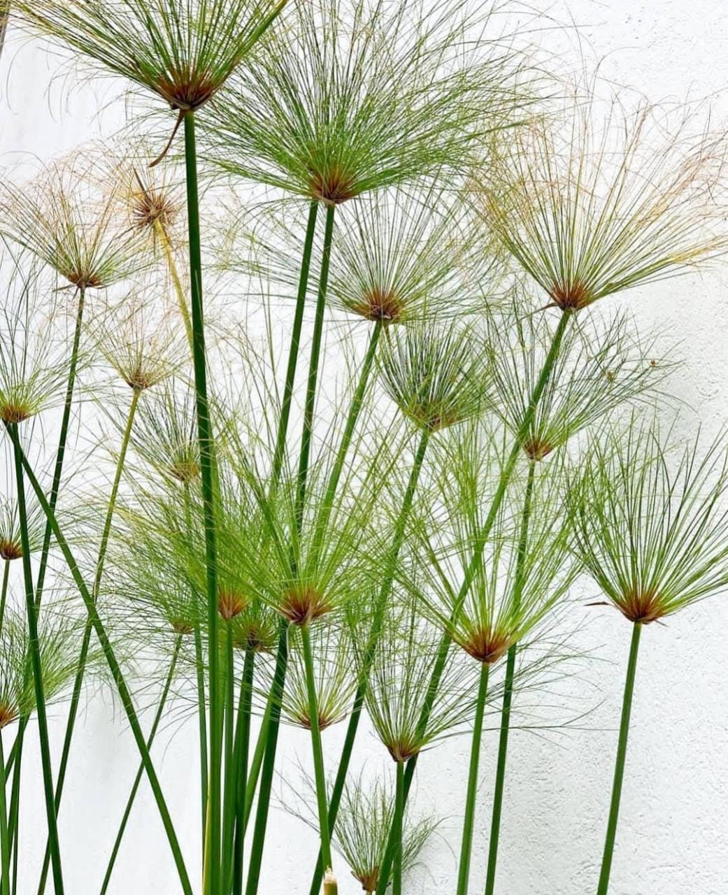 Papiro Egipcio – Exotismo y Elegancia que Evoca Historia – vivero la ...