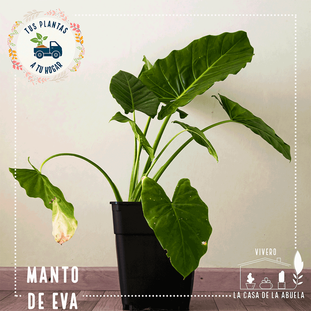 Manto de Eva Mediano – vivero la casa de la abuela