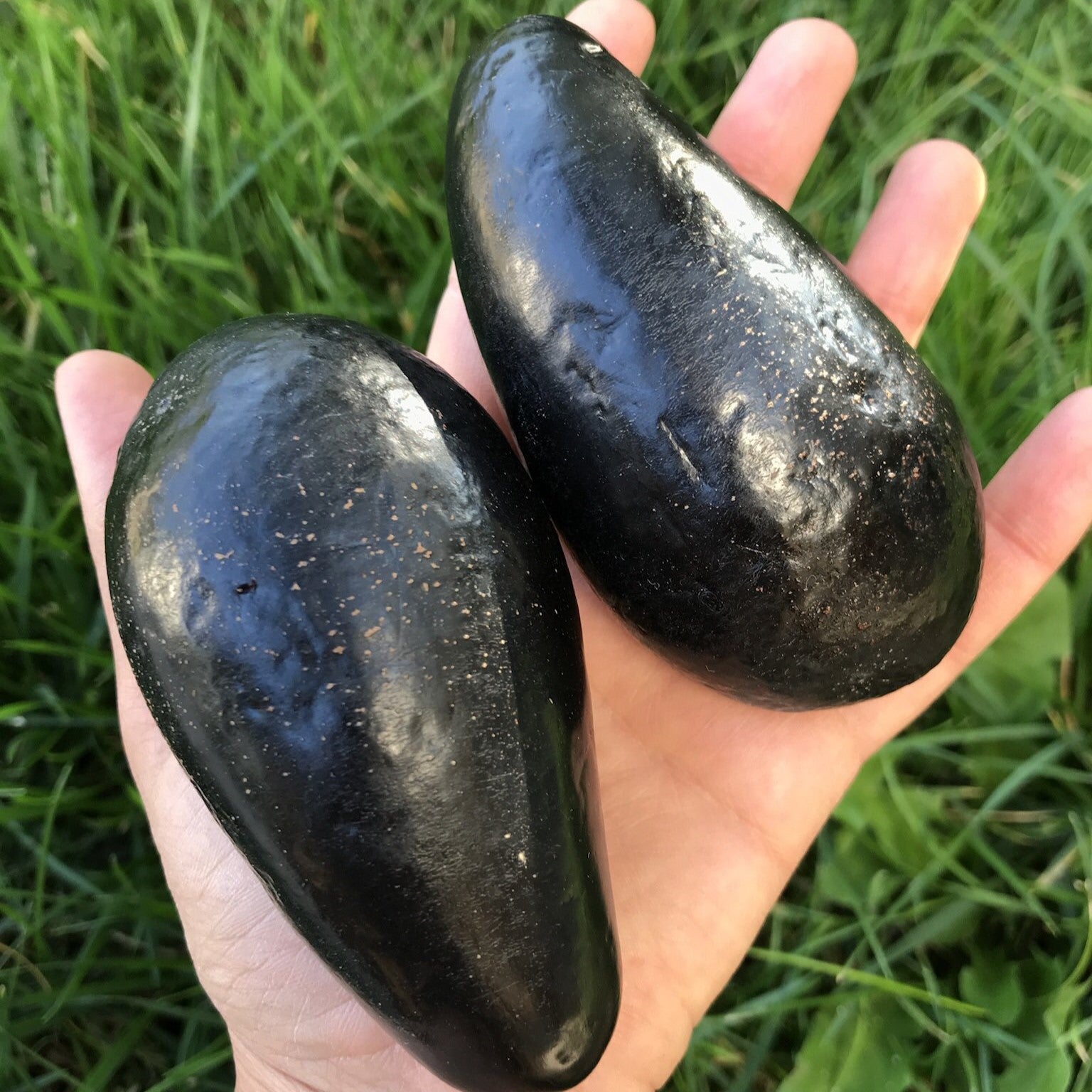 Palto Champion – El Árbol Frutal que Trae Salud y Sabor Directo a Tu H ...