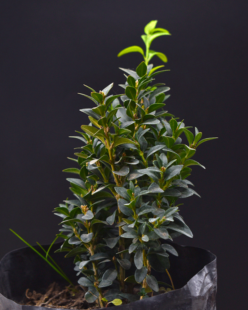 Boj – Elegancia y estructura para tu jardín todo el año – vivero la ...