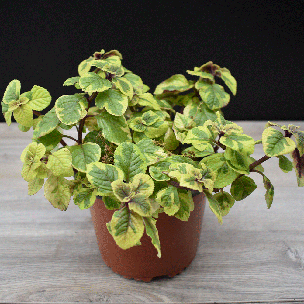 Dólar Variegado – vivero la casa de la abuela