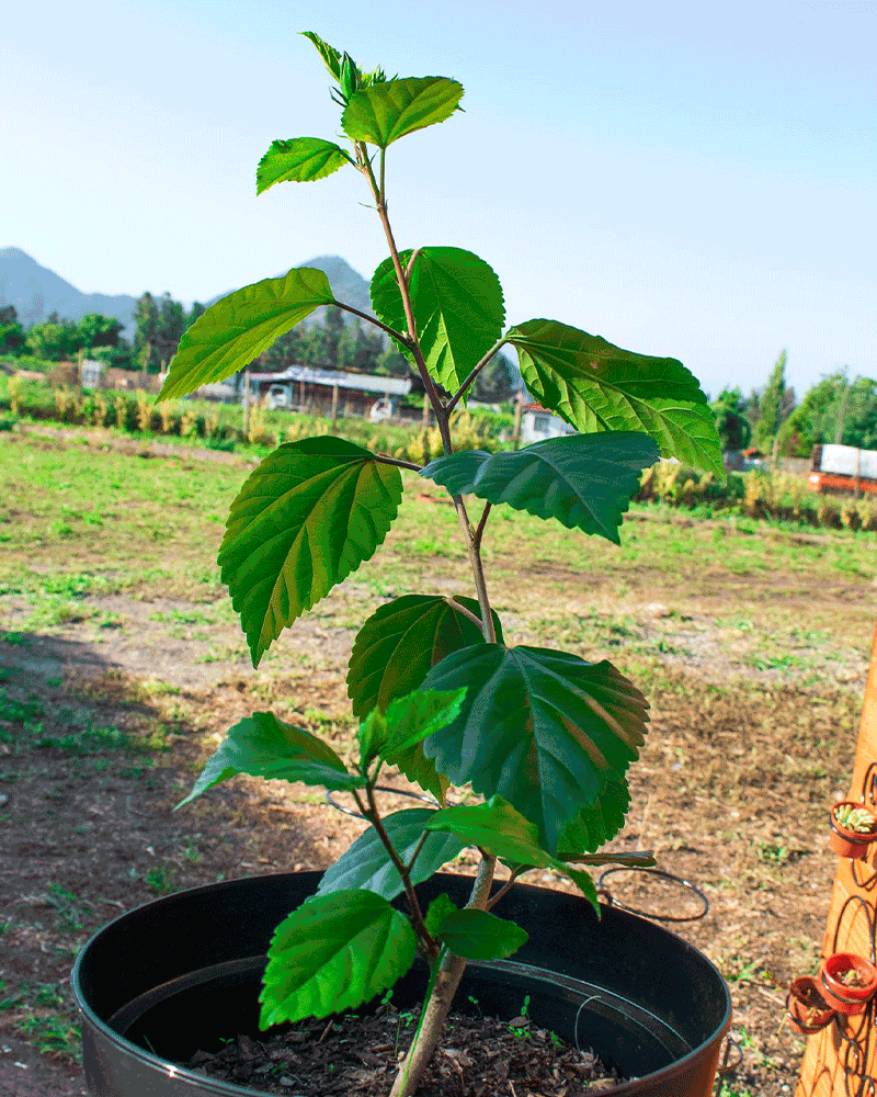 Hibisco – Flores Tropicales para un Jardín de Ensueño Todo el Verano ...