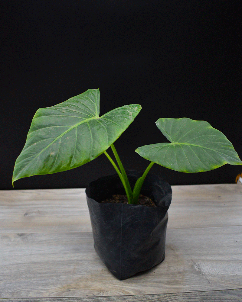 Manto de Eva – Pequeños – vivero la casa de la abuela