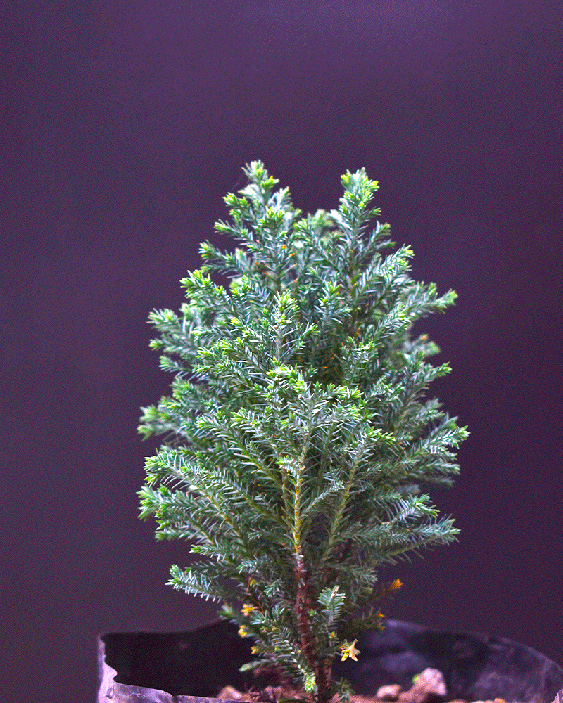 Pino Azul – Elegancia eterna con un toque plateado – vivero la casa de ...