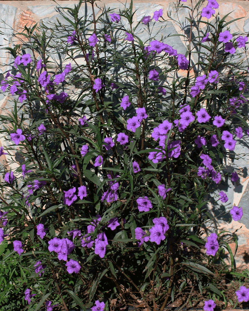 Ruellia – Color vibrante todo el año y sin complicaciones – vivero la ...